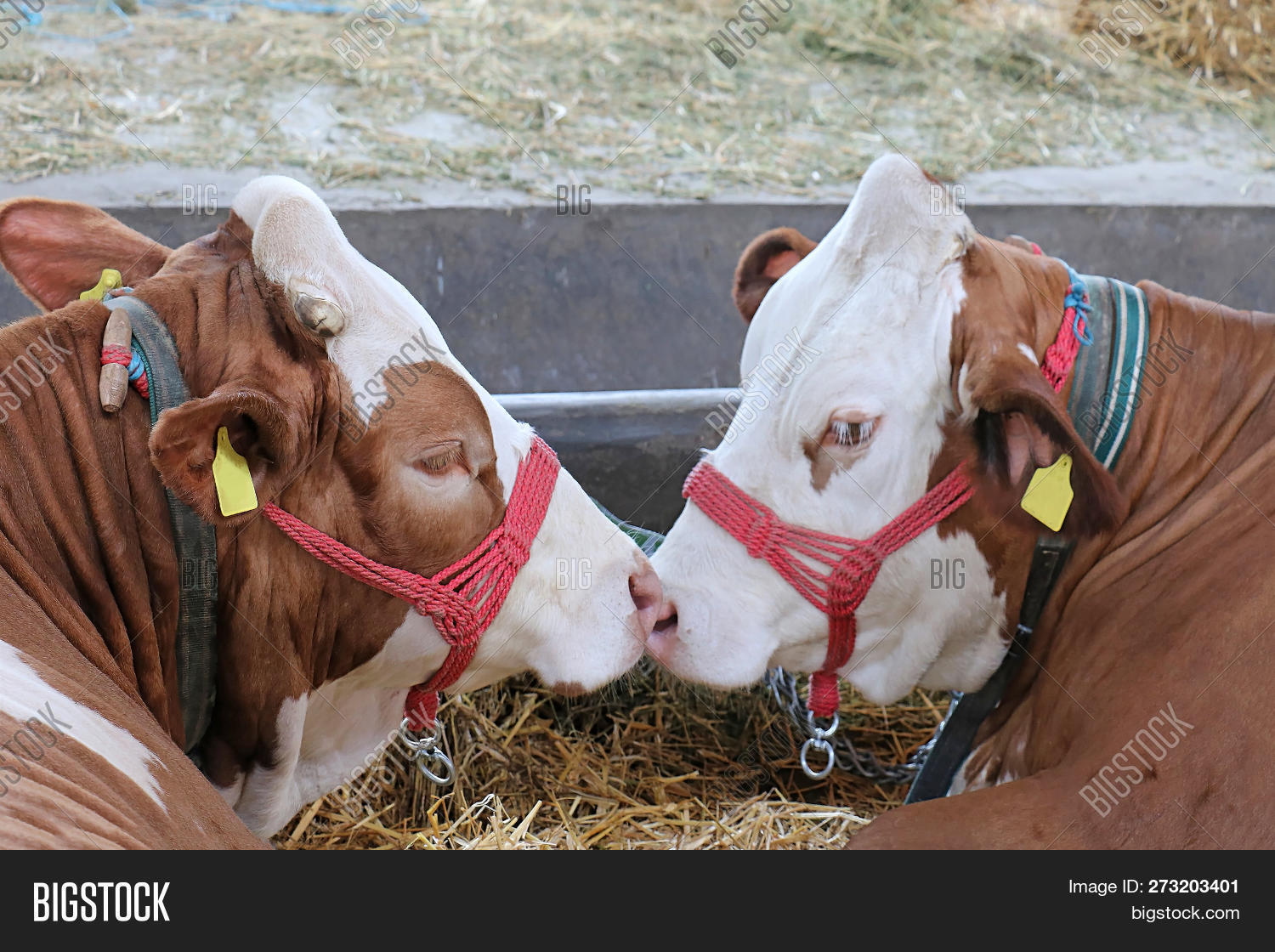 Two Cows Attached Lips Image & Photo (Free Trial) | Bigstock