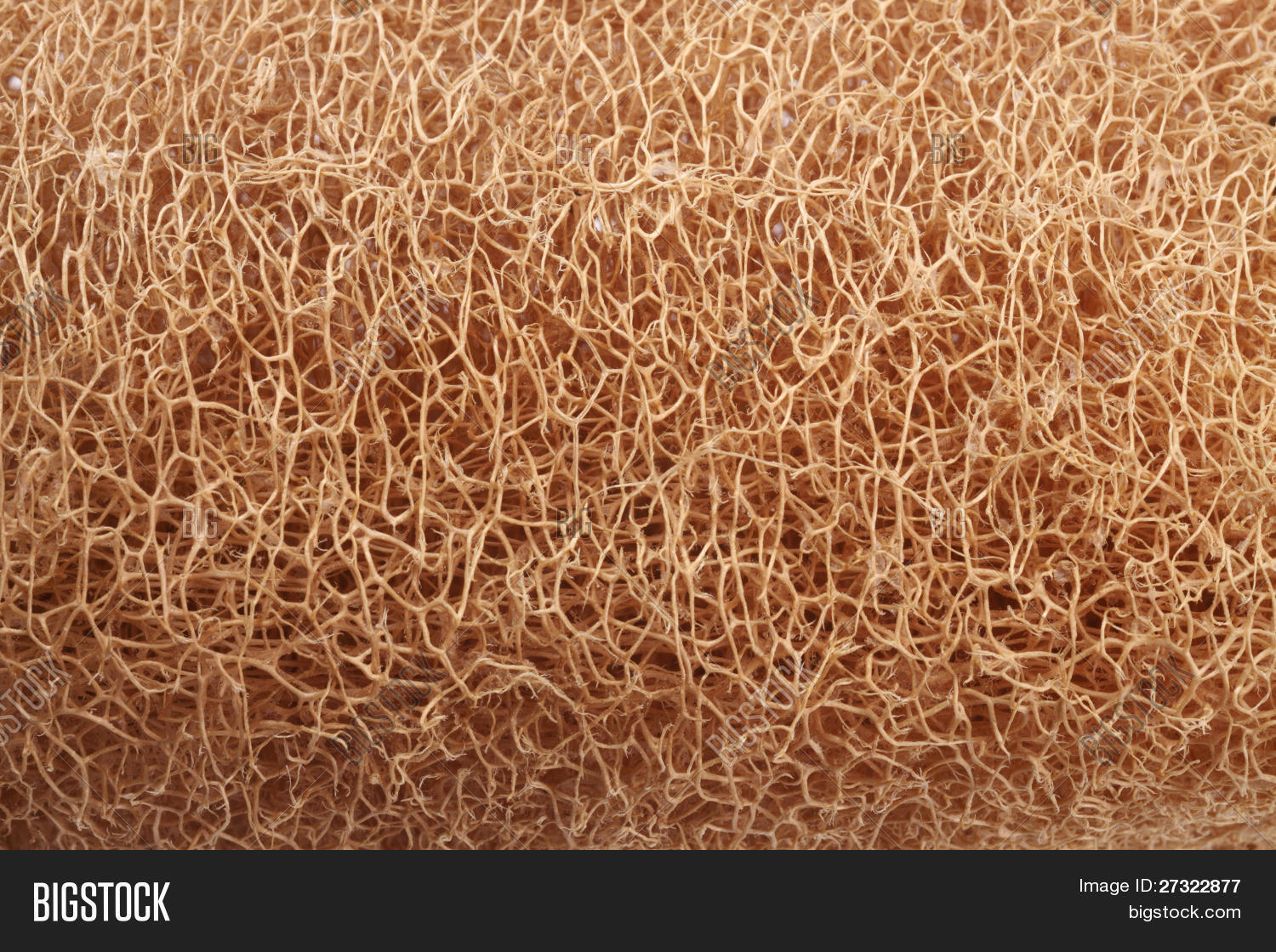 Texture Dry Loofah Image & Photo (Free Trial) | Bigstock