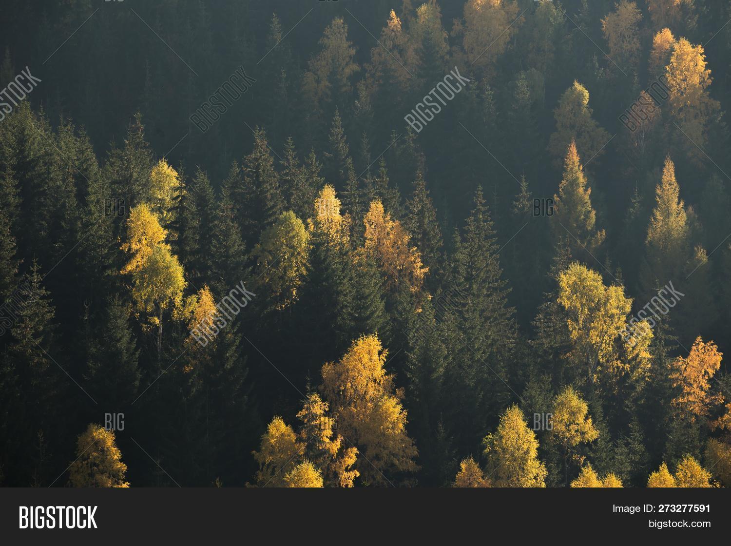 Autumn Forest Scene. Image & Photo (Free Trial) | Bigstock