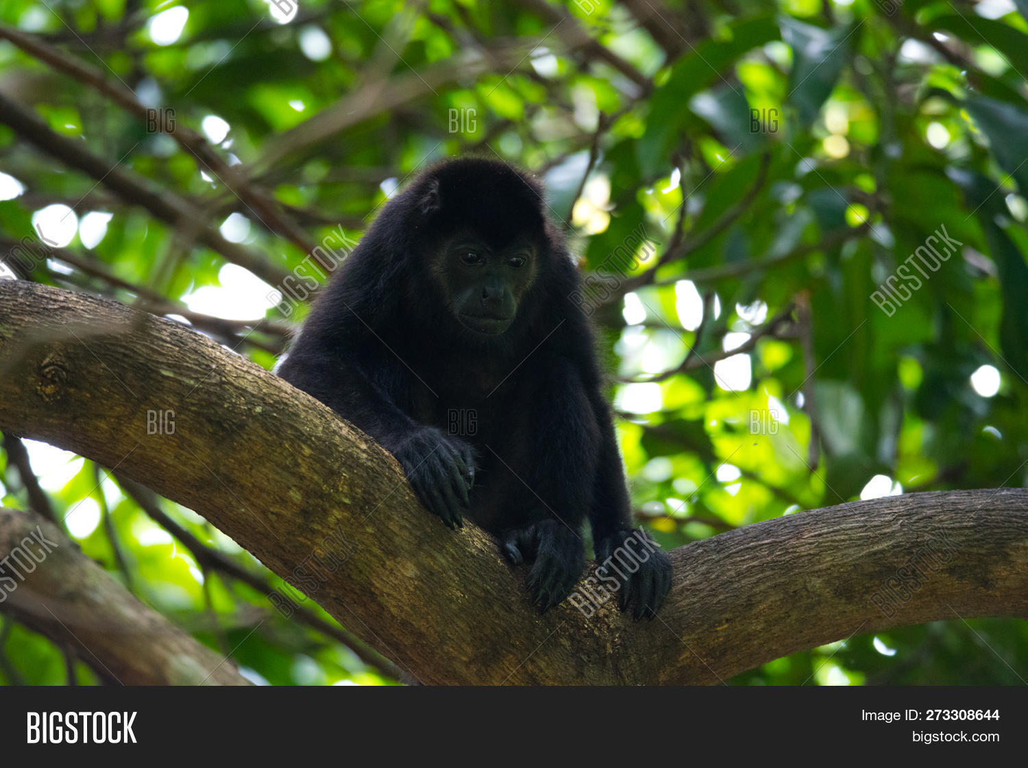 Black Howler Monkey, Image & Photo (Free Trial) | Bigstock
