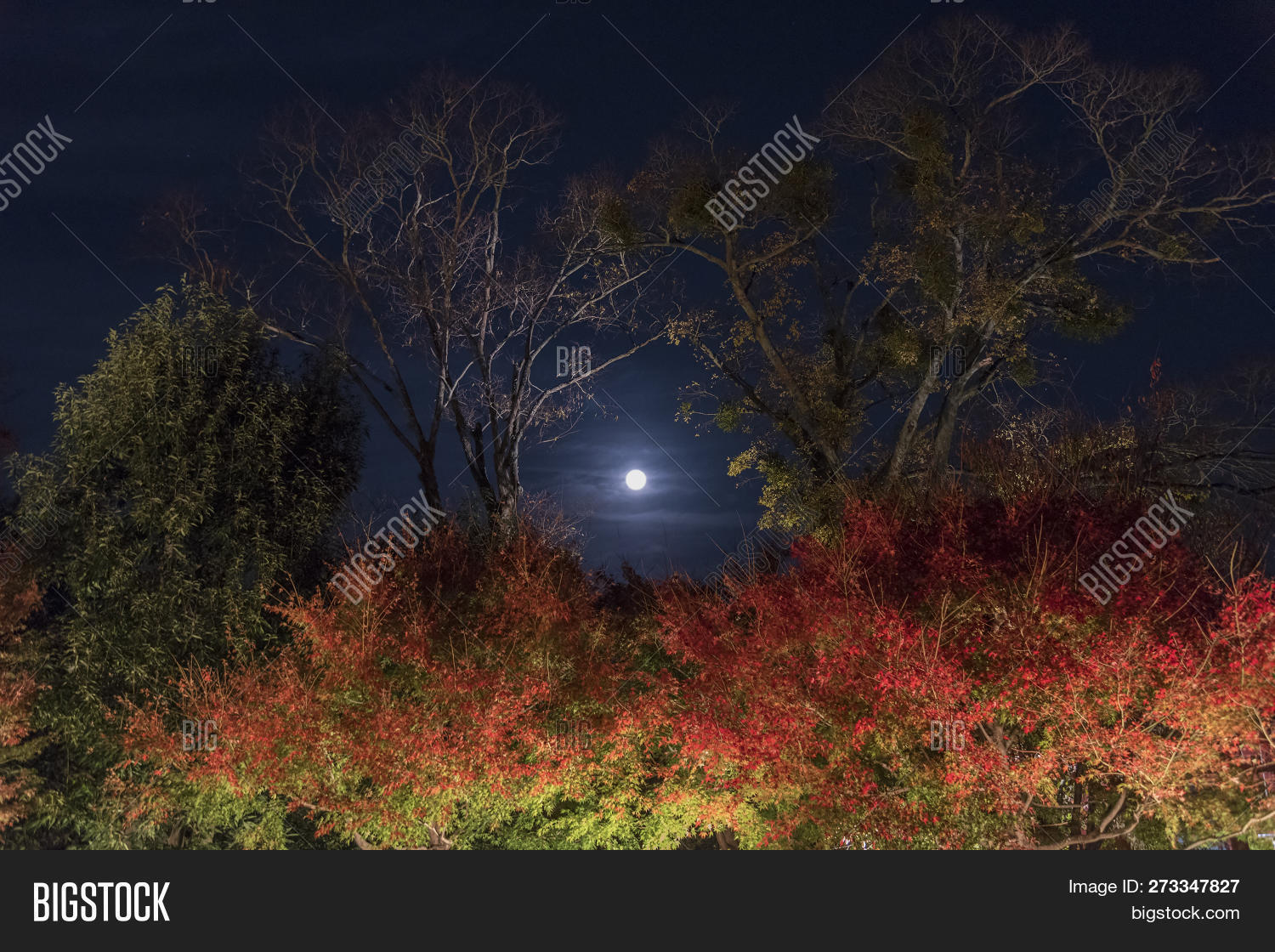 Treeline Night Moon - Image & Photo (Free Trial) | Bigstock