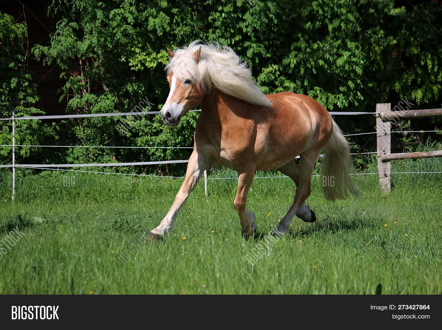 Beautiful Haflinger Image & Photo (Free Trial) | Bigstock