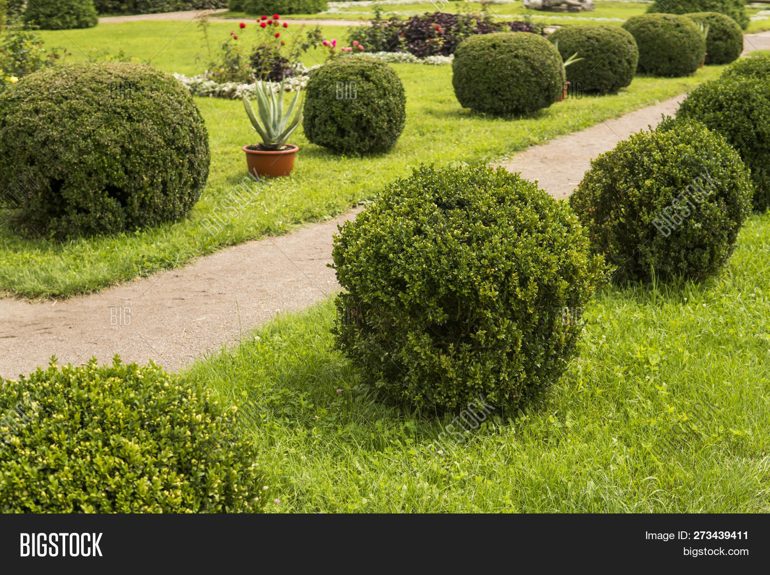 Garden Shrubs Bush Image & Photo (Free Trial) | Bigstock