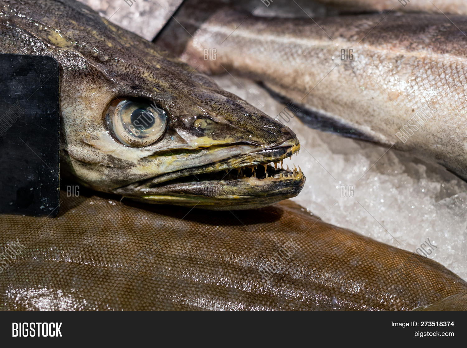 Close- Head Sharp Image & Photo (Free Trial) | Bigstock