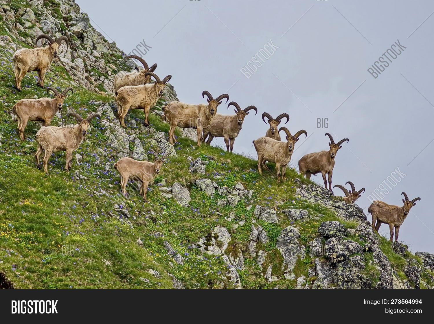 West Caucasian Tur ( Image & Photo (Free Trial) | Bigstock