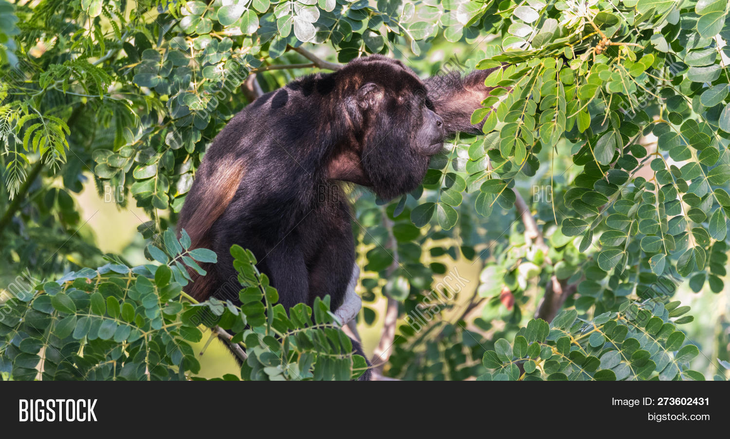 Black Howler Monkey, Image & Photo (Free Trial) | Bigstock