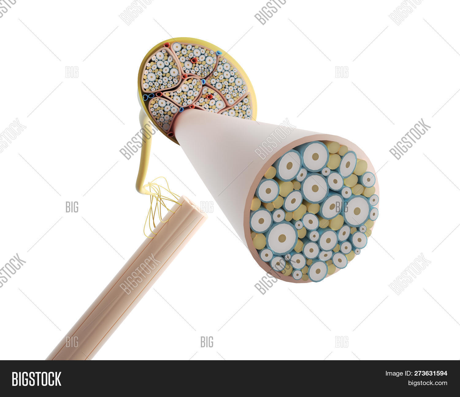3d Rendered Medically Image & Photo (Free Trial) | Bigstock