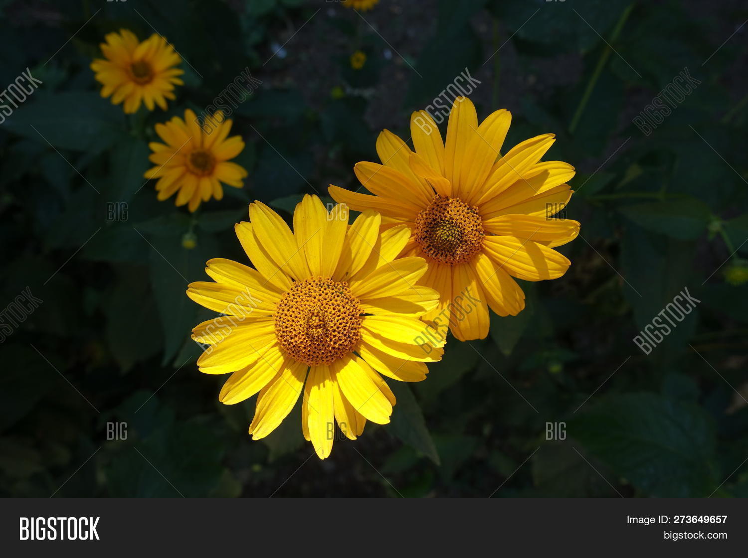 Pair Yellow Flowers Image & Photo (Free Trial) | Bigstock