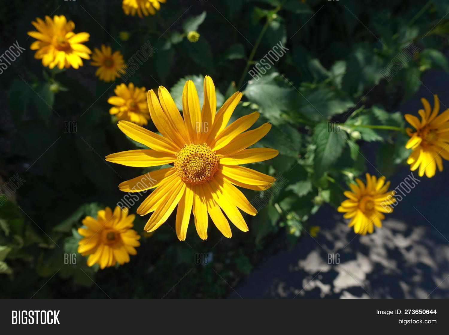 Yellow Flower Heads Image & Photo (Free Trial) | Bigstock