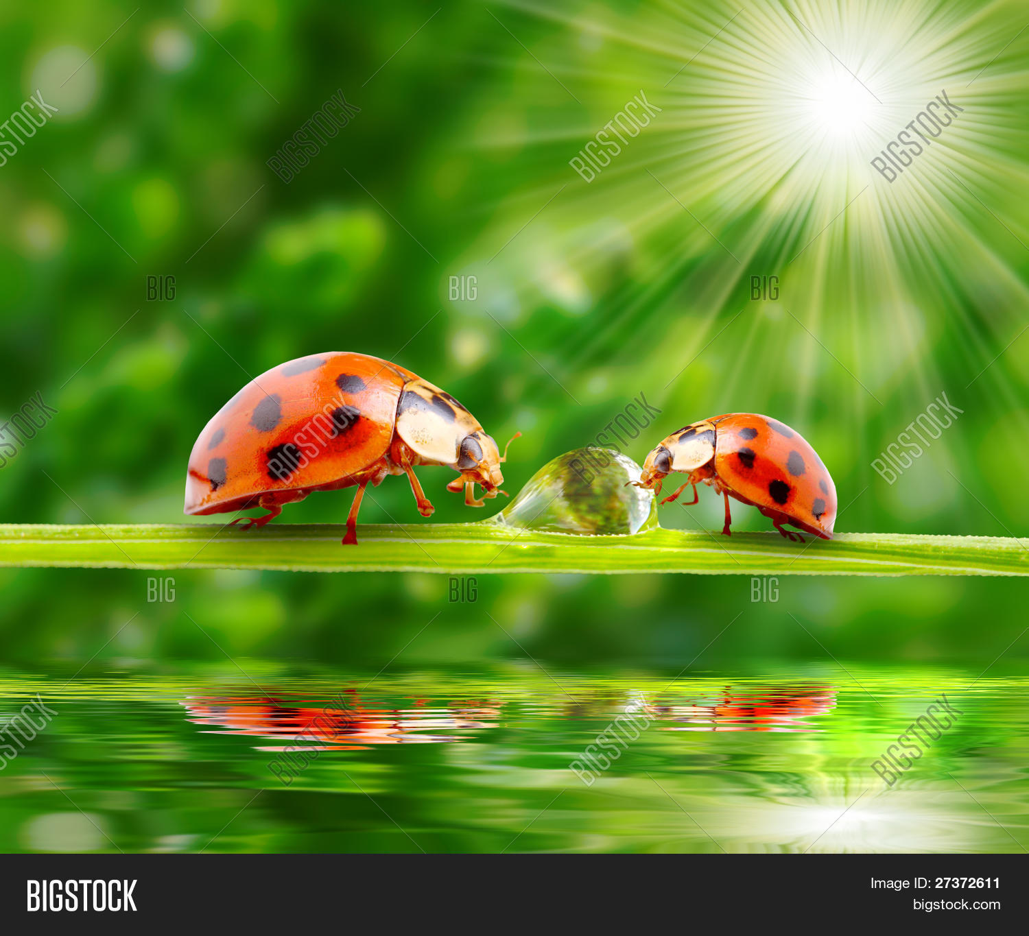 Ladybugs Family On Image & Photo (Free Trial) | Bigstock