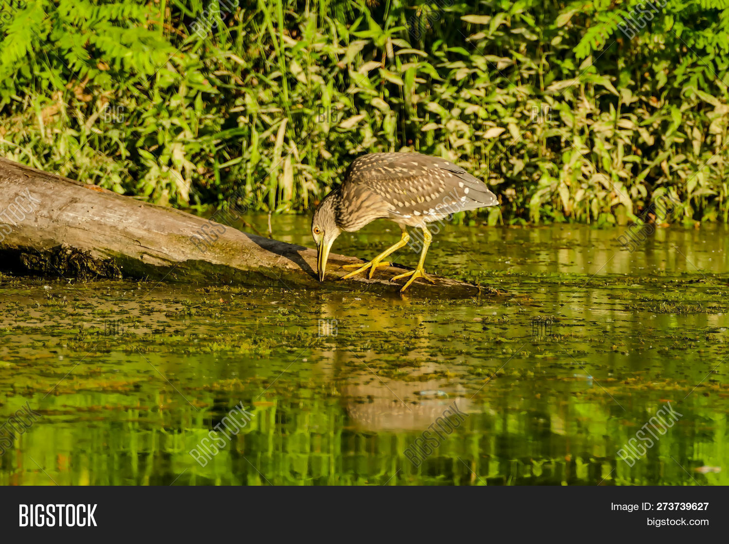 Photo Eurasian Bittern Image & Photo (Free Trial) | Bigstock