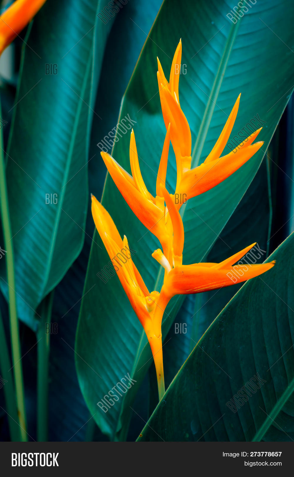 Heliconia Psittacorum Image & Photo (Free Trial) | Bigstock