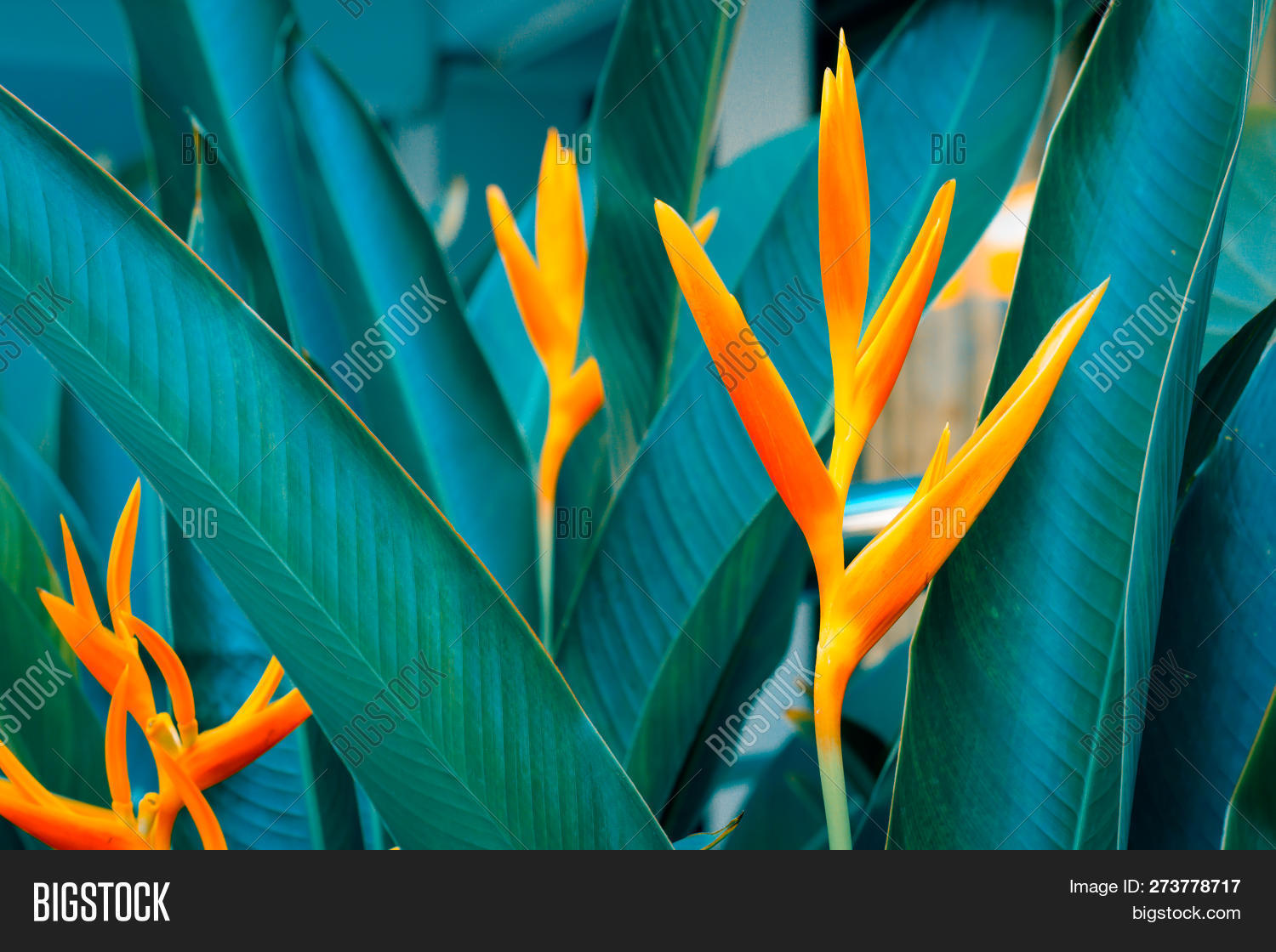 Heliconia Psittacorum Image & Photo (Free Trial) | Bigstock