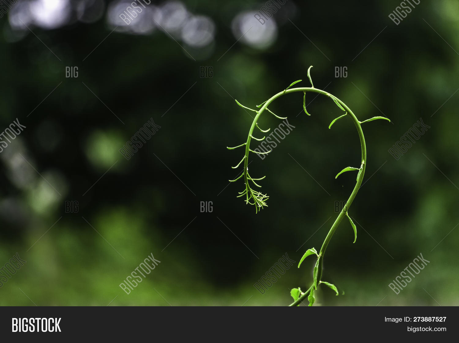 Young Shoot Plant Form Image & Photo (Free Trial) | Bigstock