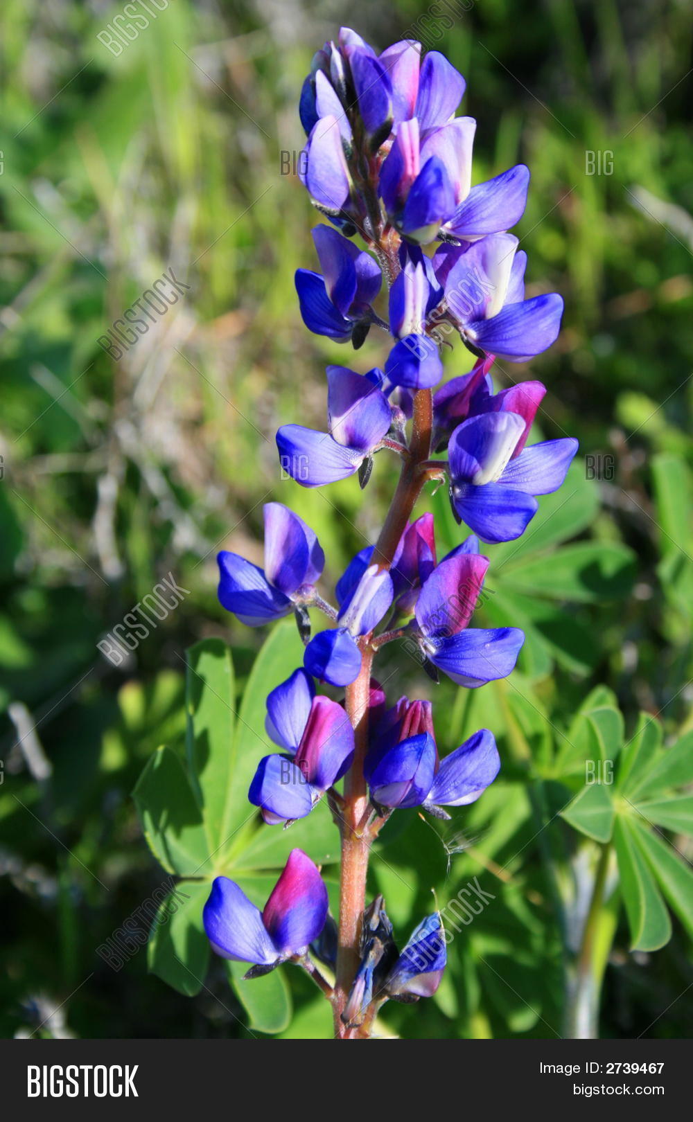 Purple Lupin Flower Image & Photo (Free Trial) | Bigstock
