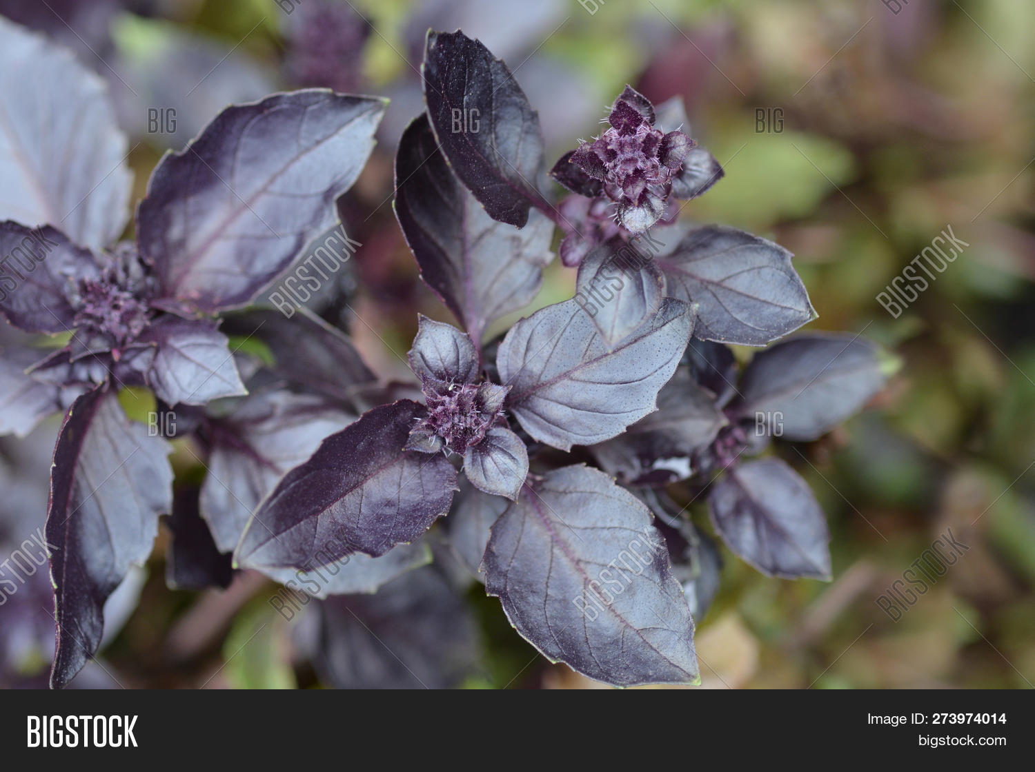 Dark Opal Basil - Image & Photo (Free Trial) | Bigstock