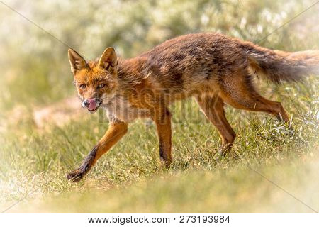 Red Fox Walking Image & Photo (Free Trial) | Bigstock