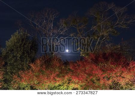 Treeline Night Moon - Image & Photo (Free Trial) | Bigstock