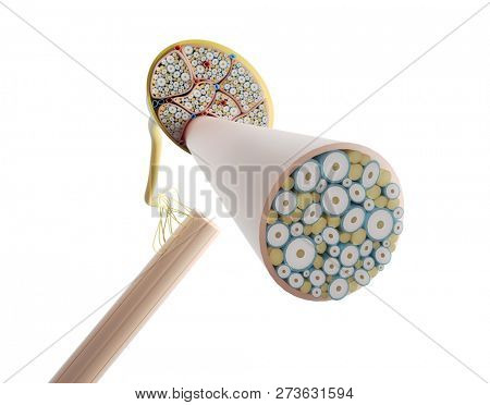 3d Rendered Medically Image & Photo (Free Trial) | Bigstock