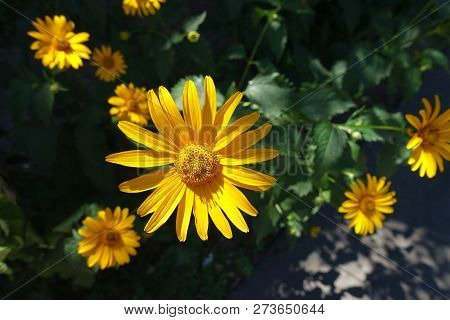 Yellow Flower Heads Image & Photo (Free Trial) | Bigstock