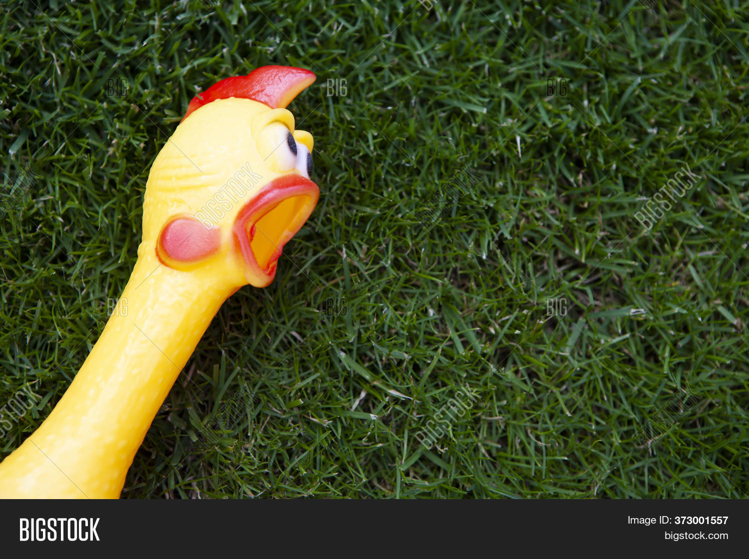 Image Chicken Grass Image & Photo (Free Trial) | Bigstock