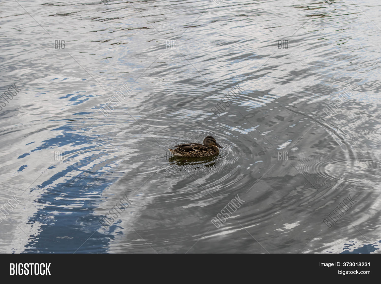 Ducks Swim Water Close Image & Photo (Free Trial) | Bigstock