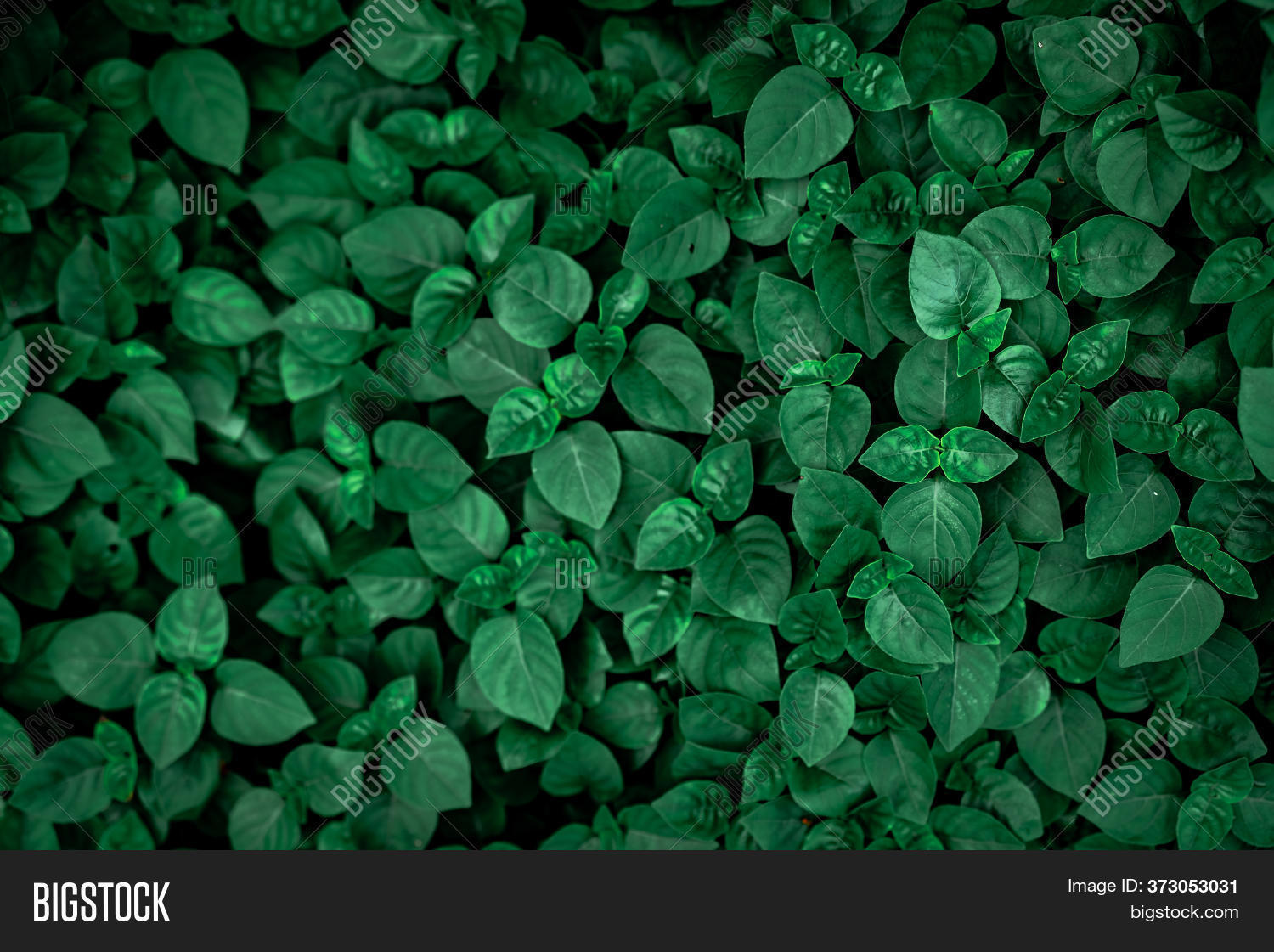 Green Leaf Background Texture