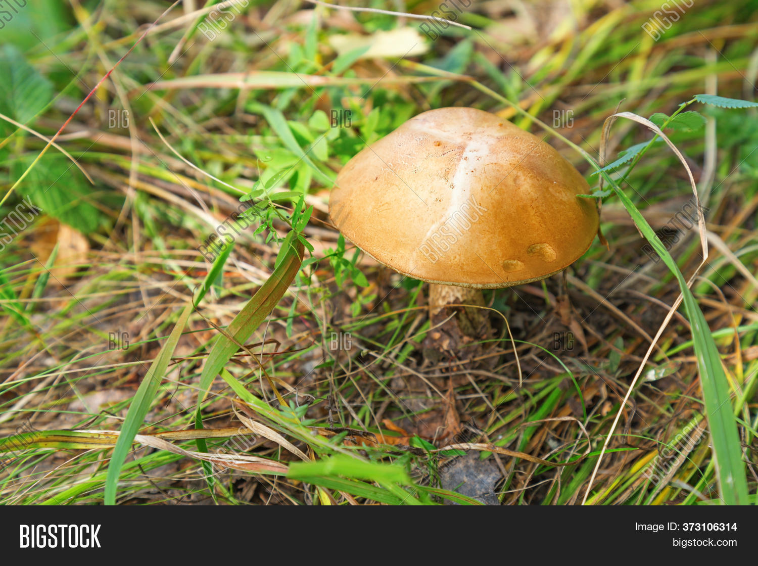 Brown Cap Birch Bolete Image & Photo (Free Trial) | Bigstock