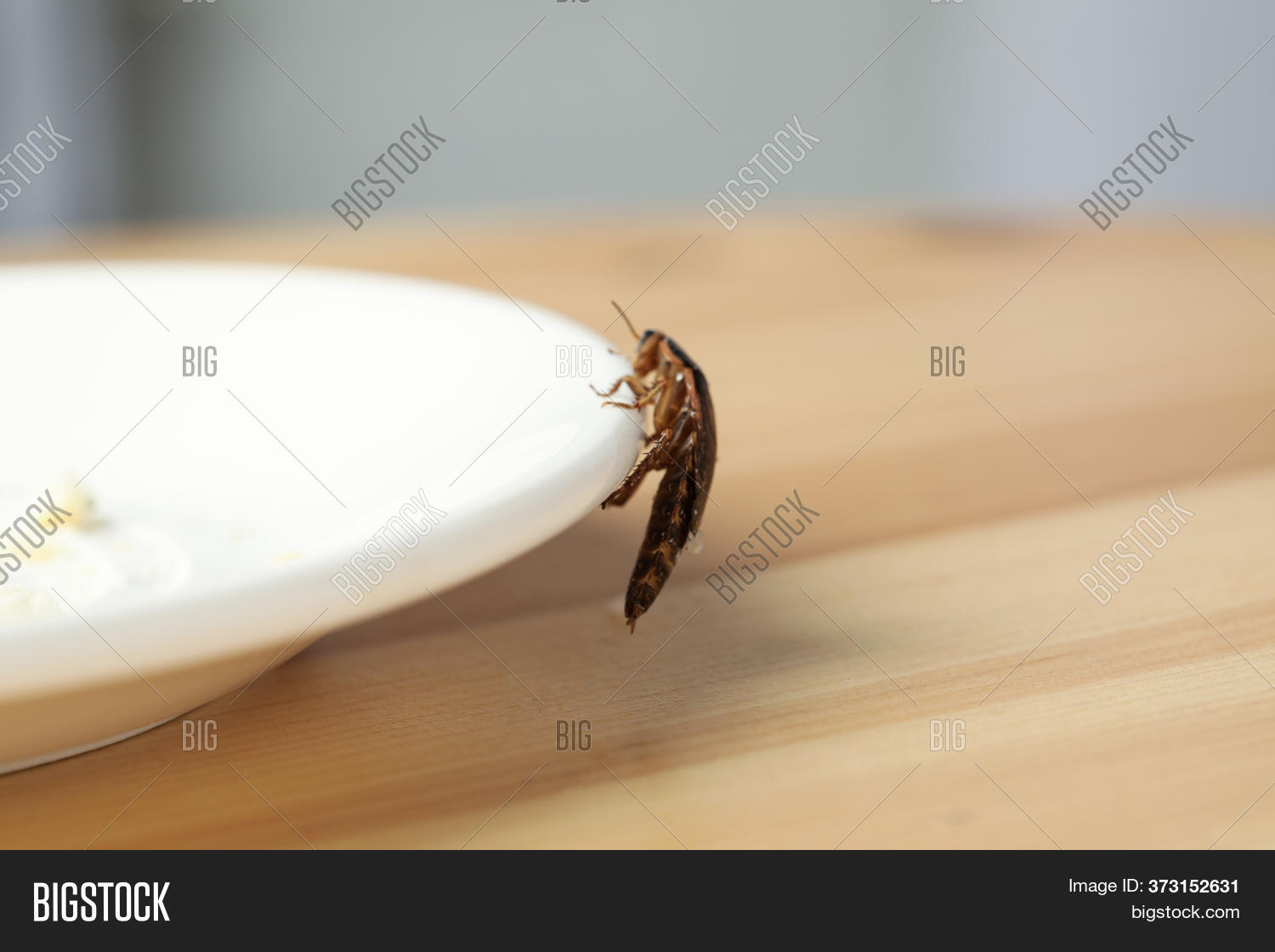 Brown Cockroach Near Image & Photo (Free Trial) | Bigstock