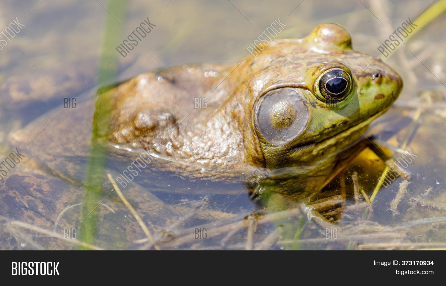 American Bullfrog Image & Photo (Free Trial) | Bigstock