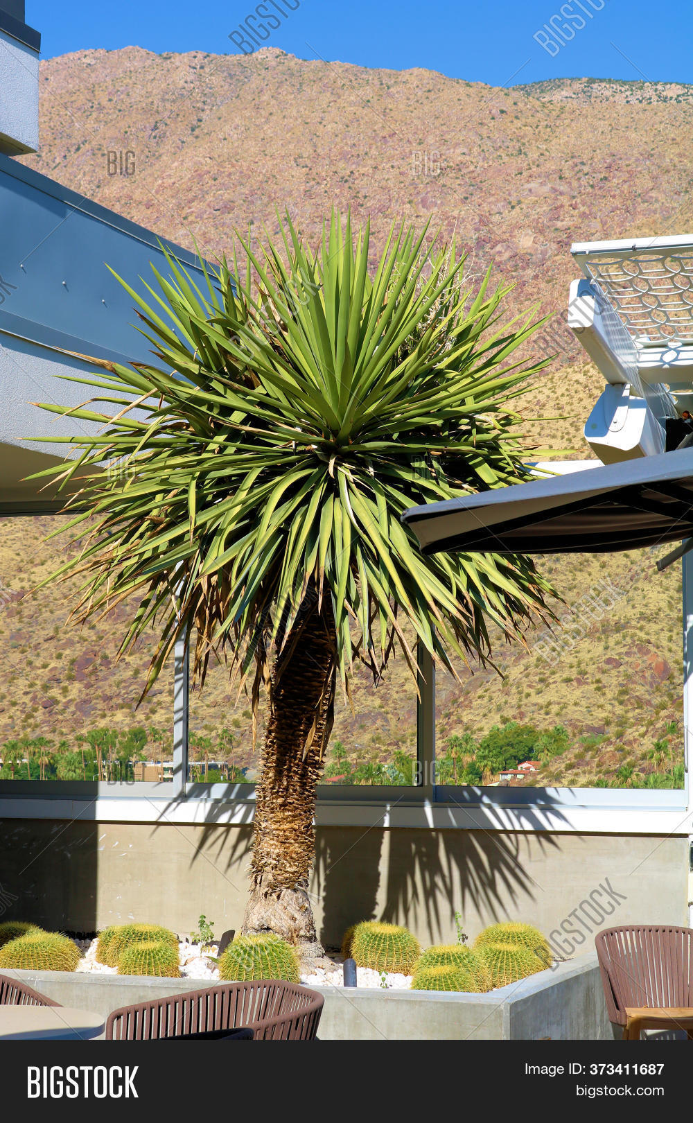 Yucca Plant Besides Image & Photo (Free Trial) | Bigstock