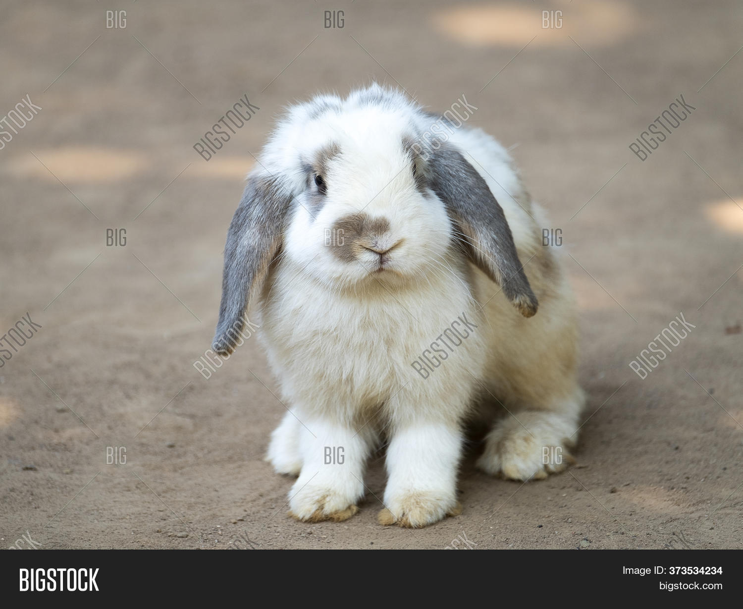 Cute Little Rabbit Image & Photo (Free Trial) | Bigstock