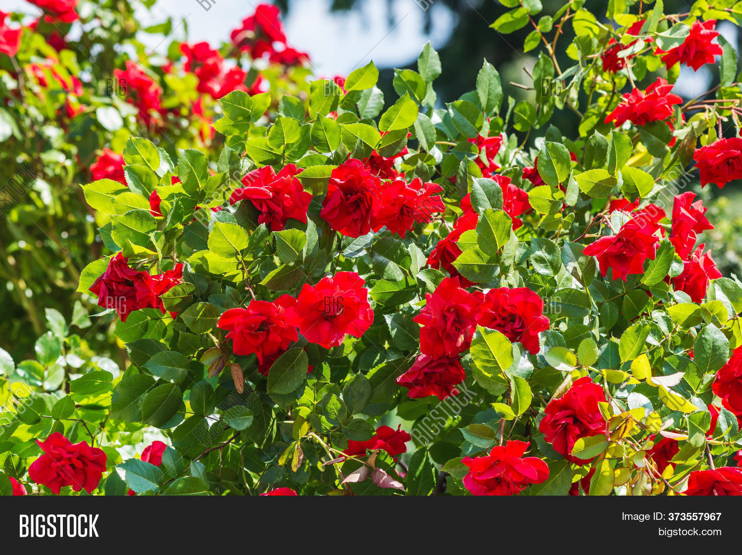 Rose Europeana - Image & Photo (Free Trial) | Bigstock