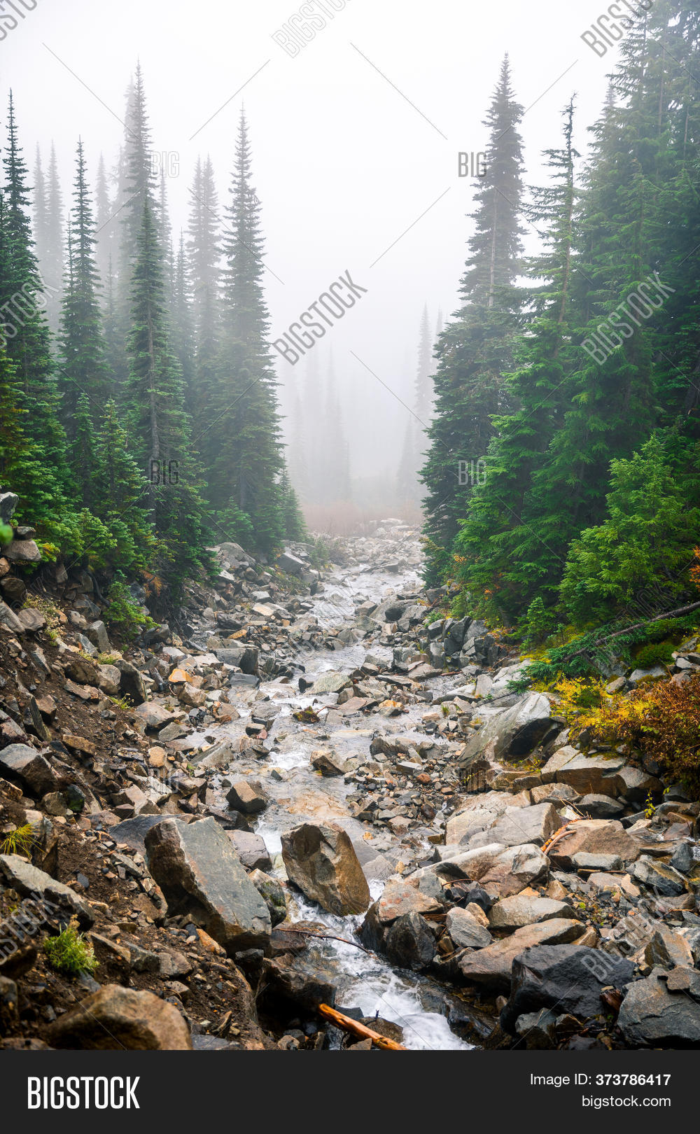 Pine Trees Rock River Image & Photo (Free Trial) | Bigstock