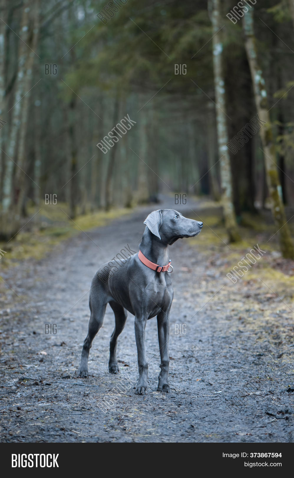 Blue Weimaraner Pictures