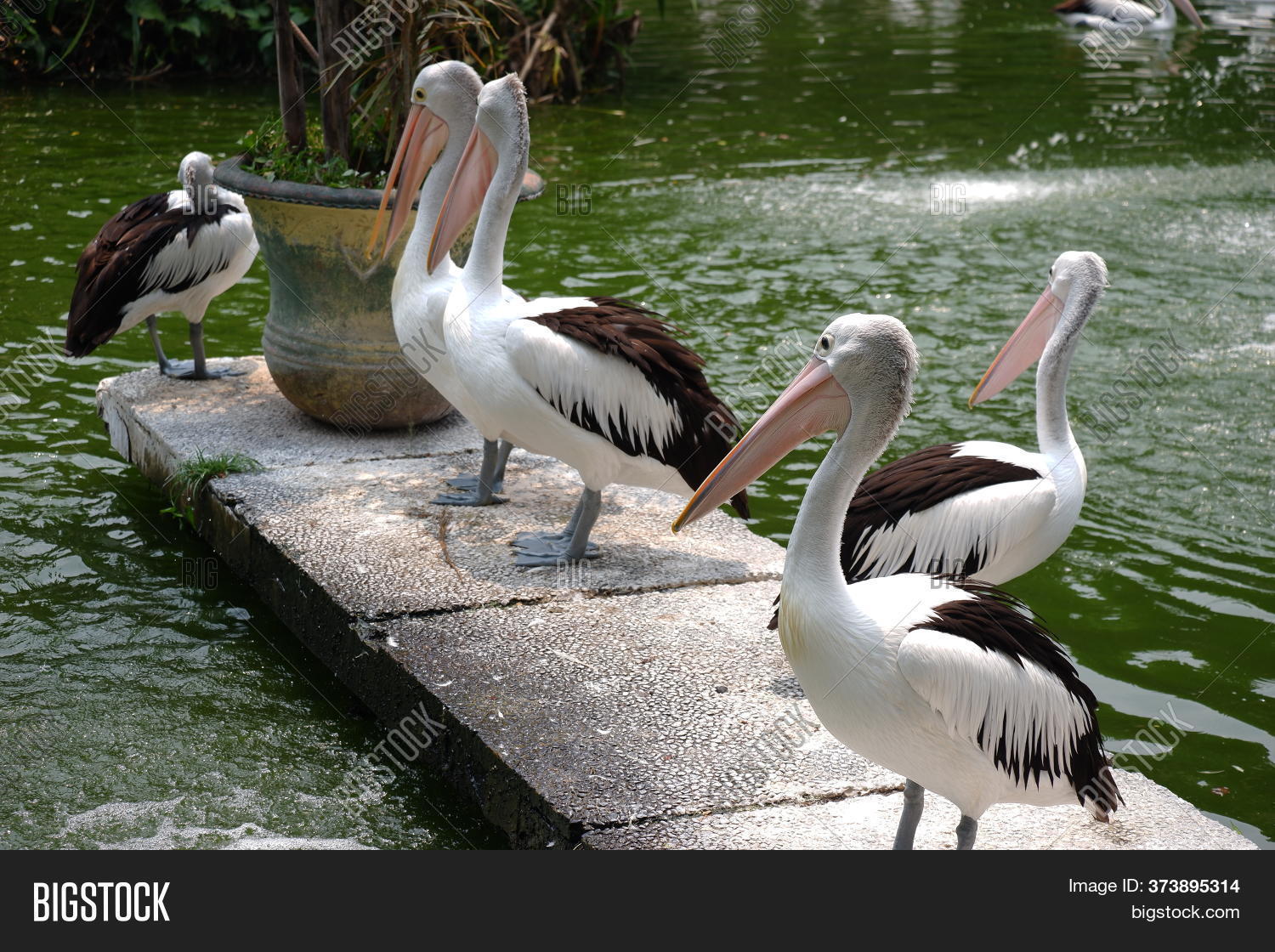 Pelicans (pelecanus Image & Photo (Free Trial) | Bigstock