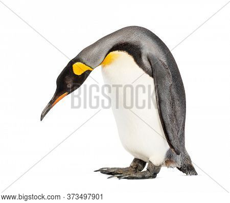 Standing King Penguin Image & Photo (Free Trial) | Bigstock