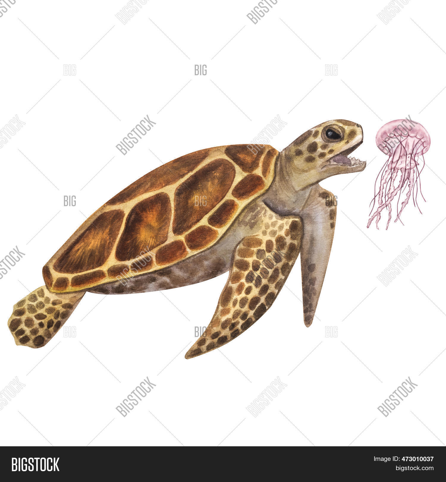 Big Sea Turtle Hunts Image & Photo (Free Trial) | Bigstock