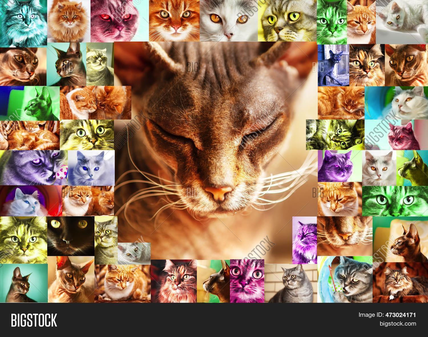 Frame Many Photos Cats Image & Photo (Free Trial) | Bigstock