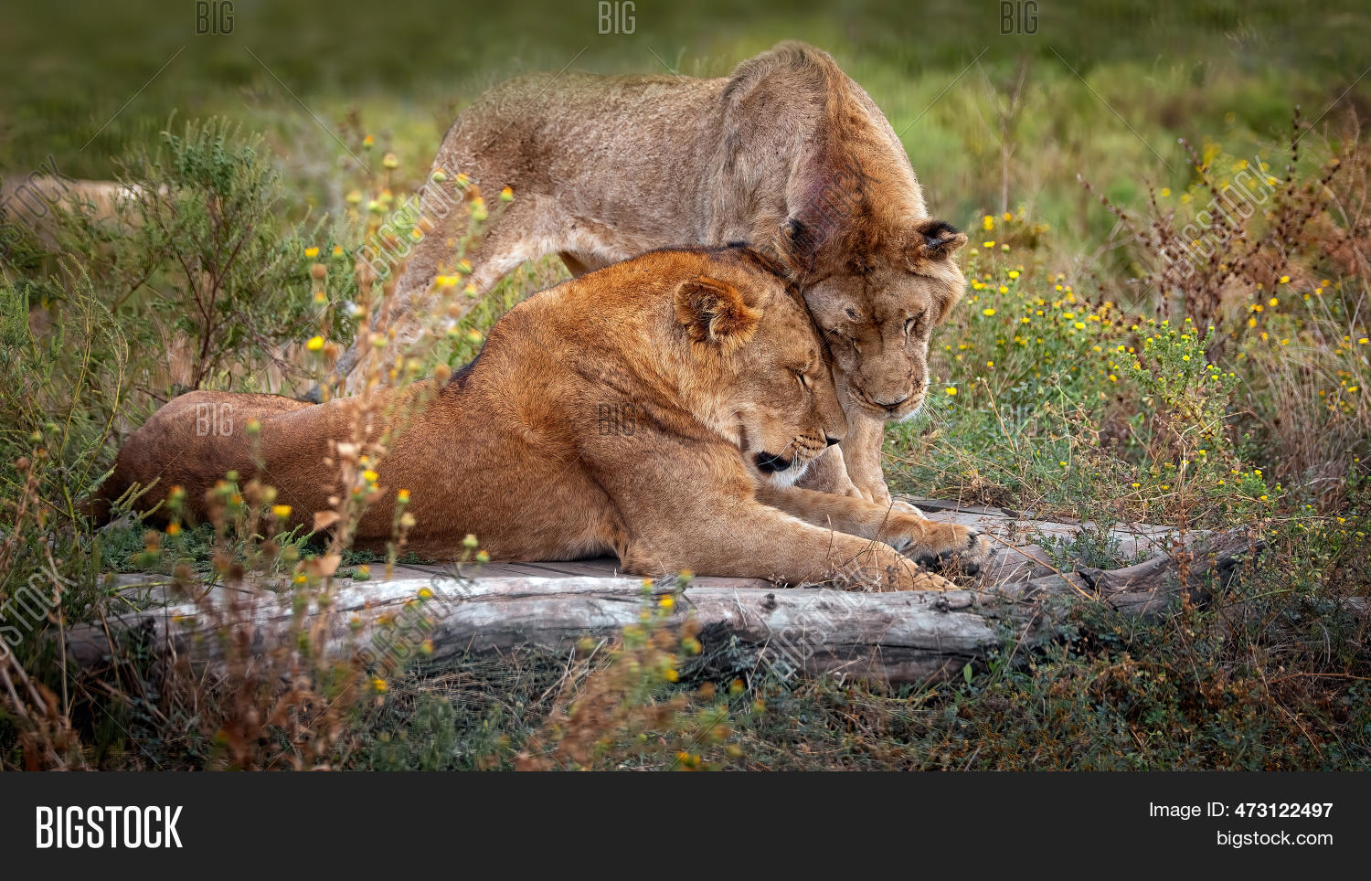 Lion Lioness Caress Image & Photo (Free Trial) | Bigstock