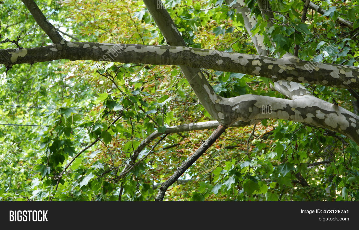 Sycamore Tree. Image & Photo (Free Trial) | Bigstock
