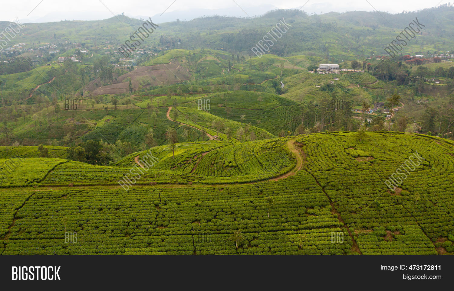 Tea Estate Sri Lanka. Image & Photo (Free Trial) | Bigstock