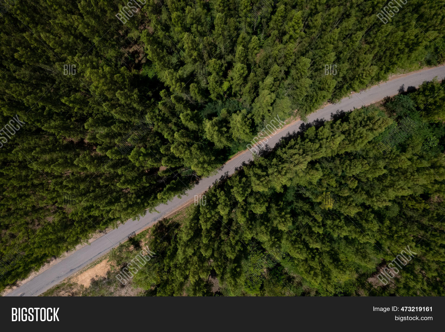 Top View Green Forest Image & Photo (Free Trial) | Bigstock
