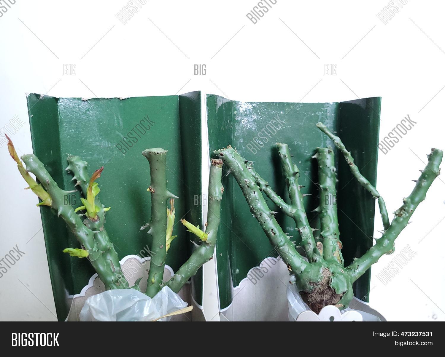 Rose Seedlings Good Image & Photo (Free Trial) | Bigstock