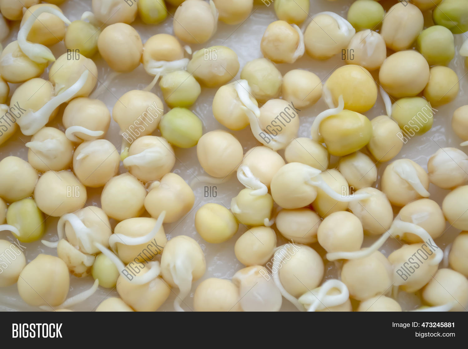 Sprouted Green Pea Image & Photo (Free Trial) | Bigstock