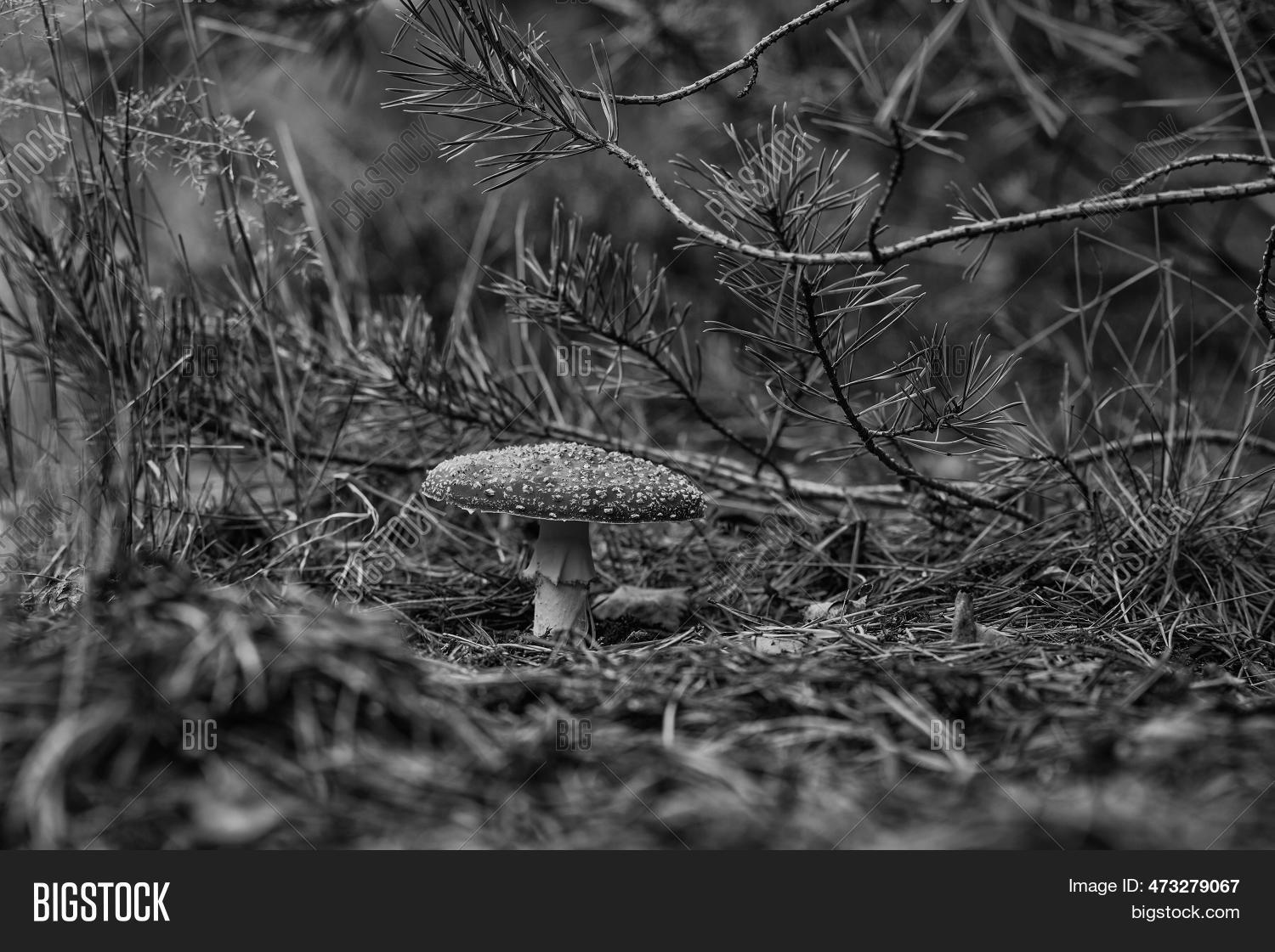 Toadstool - Colors Image & Photo (Free Trial) | Bigstock