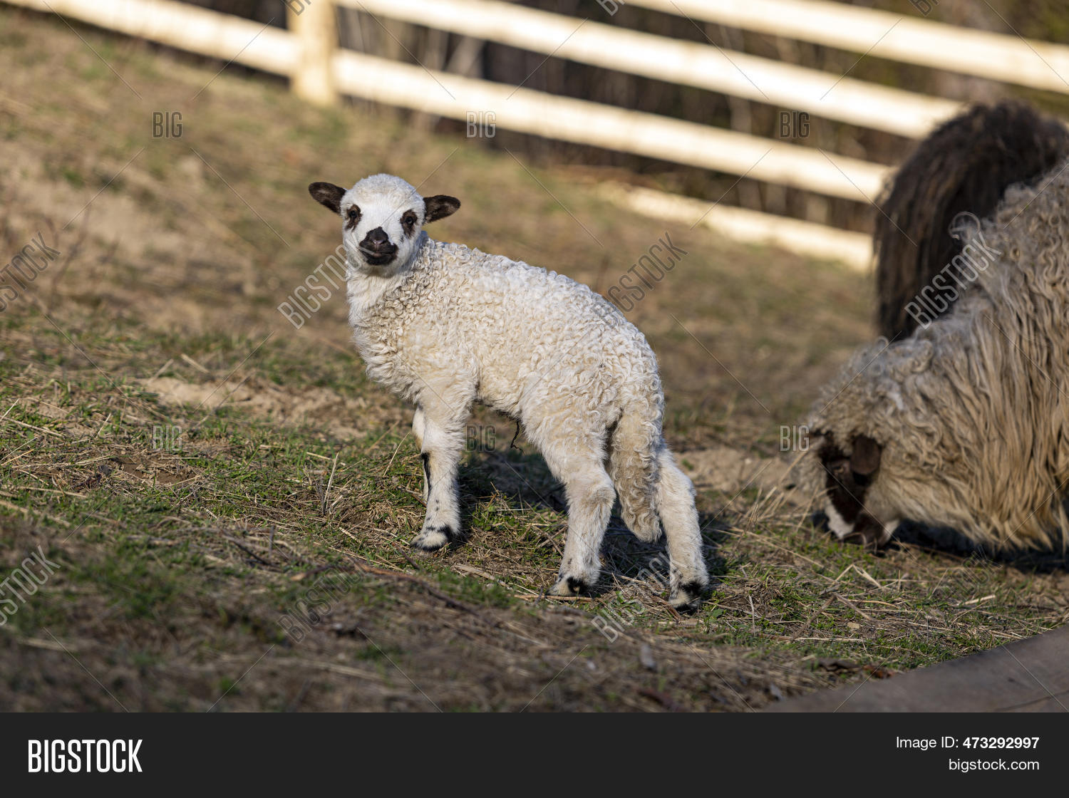 Lamb Sheep Standing Image & Photo (Free Trial) | Bigstock