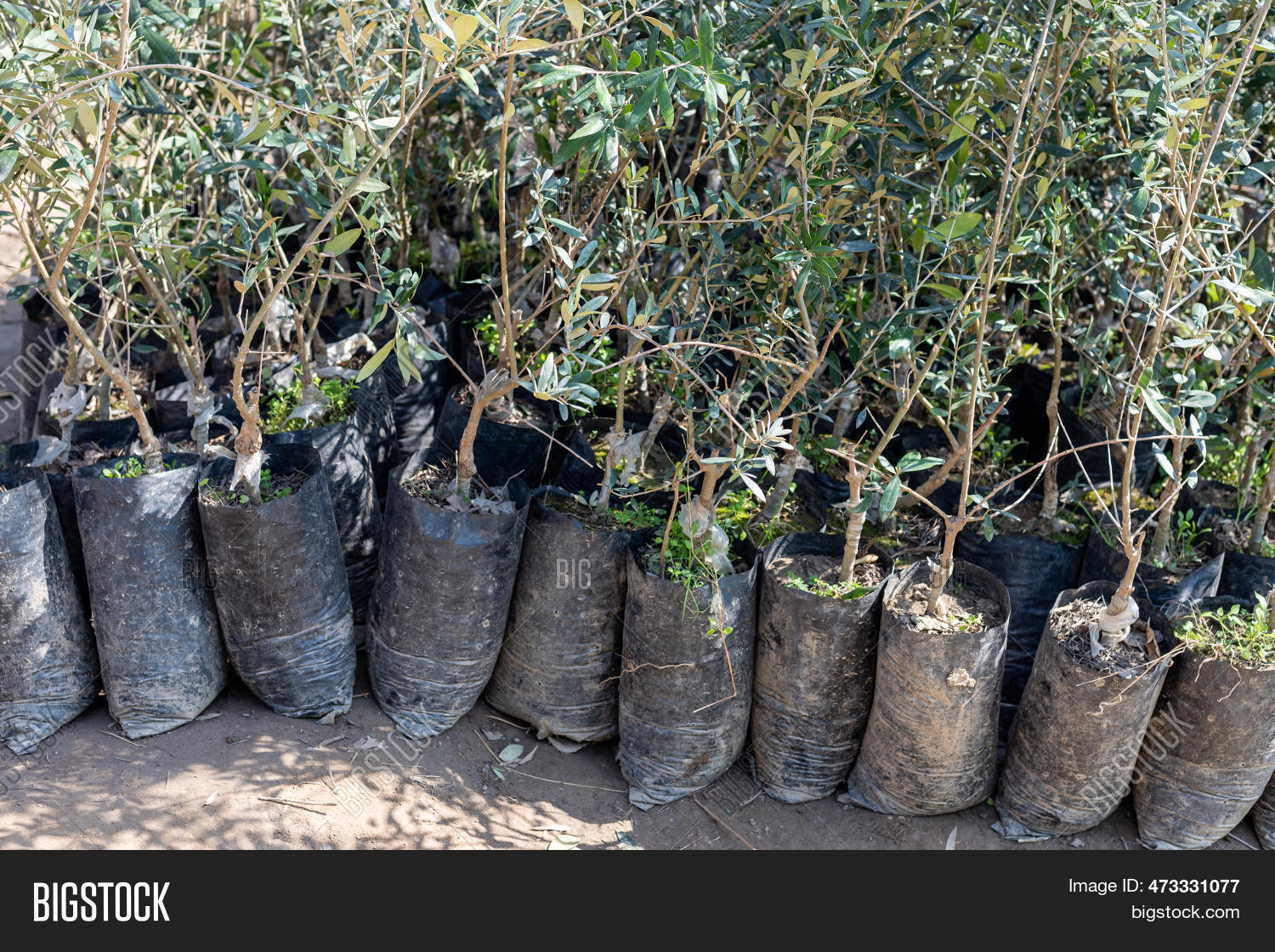 Seedlings Olive Trees Image & Photo (Free Trial) | Bigstock