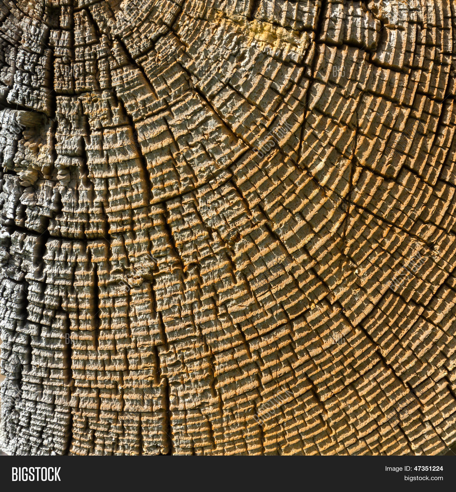 Wood Cross Section Image & Photo (Free Trial) | Bigstock
