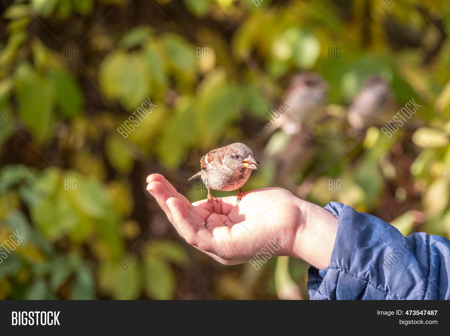 Boy Feeds Birds Seeds Image & Photo (Free Trial) | Bigstock